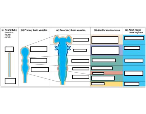 Developmental Brain Stages Quiz