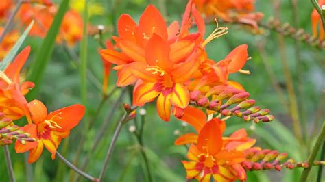 7 Bulbs To Plant In March For The Best Summer Blooms