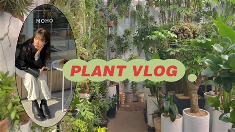 Vlog 양재꽃시장🌷브이로그 양재 꽃시장 라비드쿤 뇨끼 카페모호 포케 분갈이 Youtube