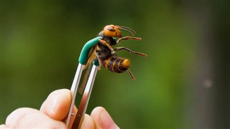 “no Hay Que Entrar En Pánico” Científico De La Unam Desmintió La