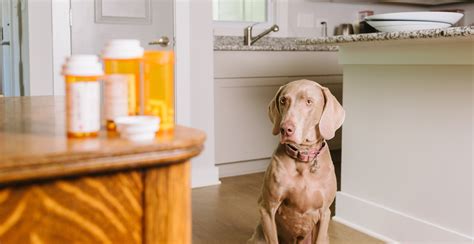 Ssrisnri Toxicity What You Need To Know