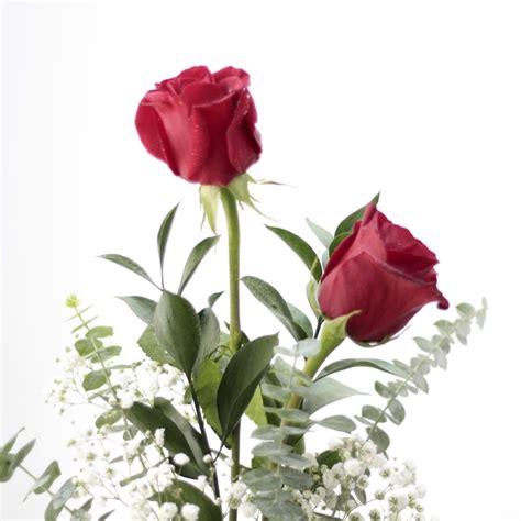 Precioso Dúo De Rosas Frescas Tú Y Yo