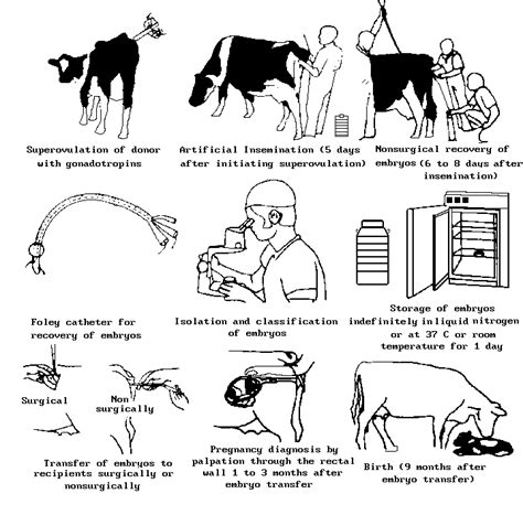Embryo Transfer In Cattle Animal Science Embryo Transfer Vet Tech