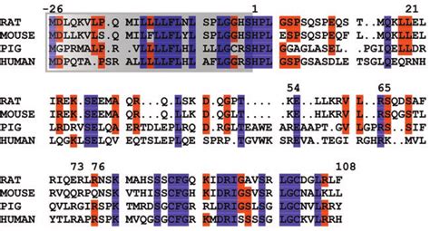 The Primary Structure Of Preprobnp In Four Mammals Download Scientific Diagram