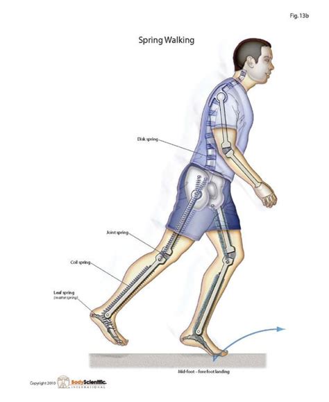 The Integrated Spring Mass Model How Your Body Works As A System Of