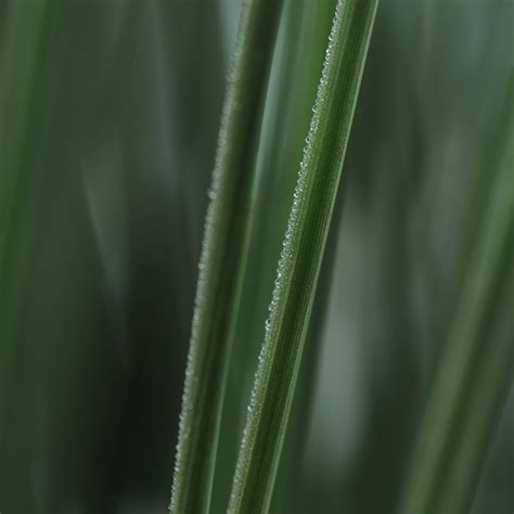 Grass Juncus Colorgrass® Blue Arrows Les Serres Michel Van De Walle Inc