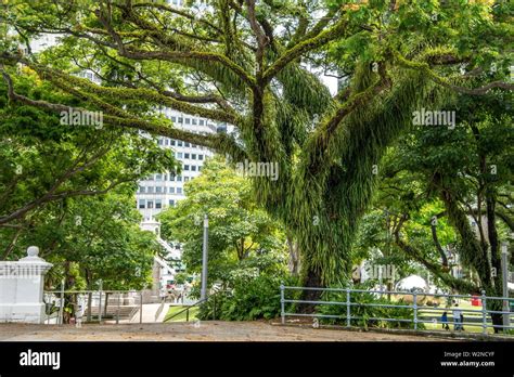 Trees In Singapore Asia Stock Photo Alamy