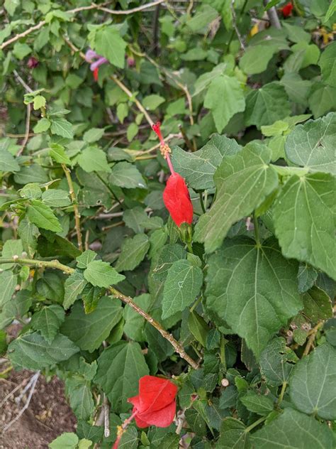 Turks Cap Mallow By Albertine Perez Plants Society Flickr