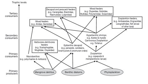 Phytoplankton Producers