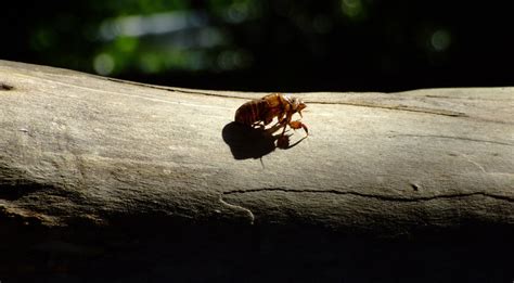 Bug On A Tree Free Photo Download FreeImages