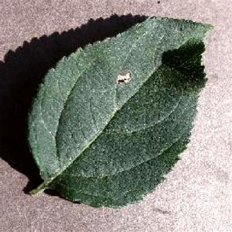 Apple Disease Detection Object Detection Model V4 2023 06 15 4 36pm By Pfe