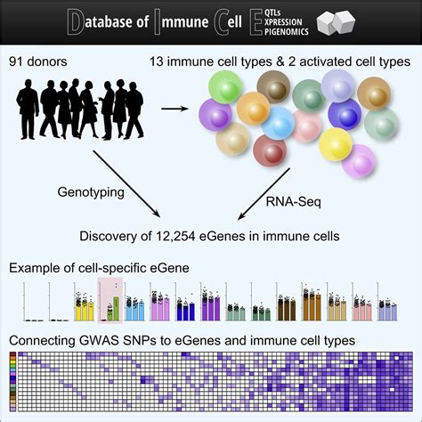 Impact Of Genetic Polymorphisms On Human Immune Cell Gene Expression Cell