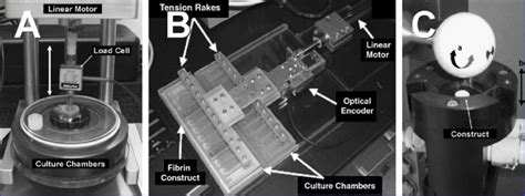 Bioreactors For In Vitro Tissue Conditioning A A Commercial Dynamic