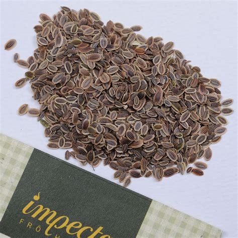 Dild Como Frø Krydderurter Impecta