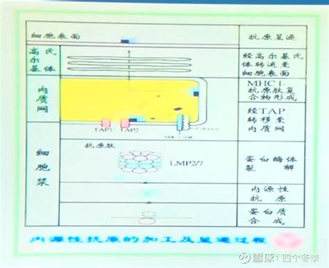 内源性抗原的加工及呈递过程： Mhc1类分子递呈抗原给t细胞：外源性抗原的加工及呈递过程：mhc2类分子递呈抗原给t细胞 雪球