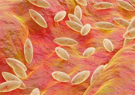 Brucella Bacteria Stock Illustrations 57 Brucella Bacteria Stock