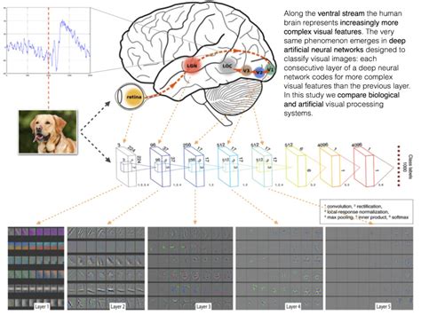 Curious Similarities Between Ai Architectures And The Brain Neurotech Lab