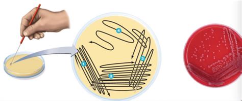 Microbilogy Test 2 Review Flashcards Quizlet