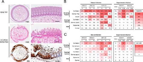 Feather Lesions And In Situ Viral Detection In Commercial Ducks