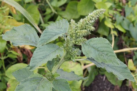Amaranthus Retroflexus