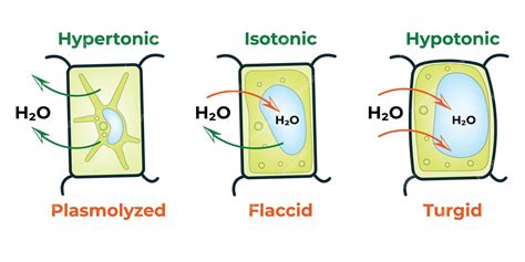 Premium Vector Flaccid Cell Plasmolysed Cell And Turgid Cell