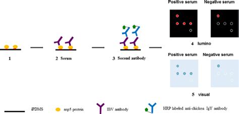Schematic Illustration Of The Protein Microarrays For The Detection Of Download Scientific