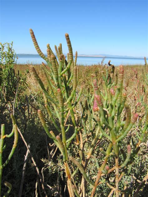 The Importance Of Pickleweed And The Plight Of Californias Coastal Salt