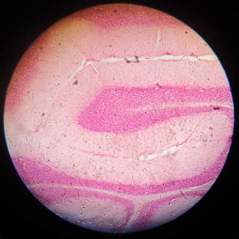 Rahmadianqa Preparat Histologi