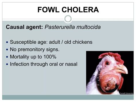 Common Bacterial Diseases In Broilers Pptx