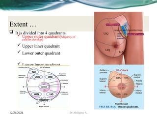Breast Anatomy And Physiology Final Abdpptx