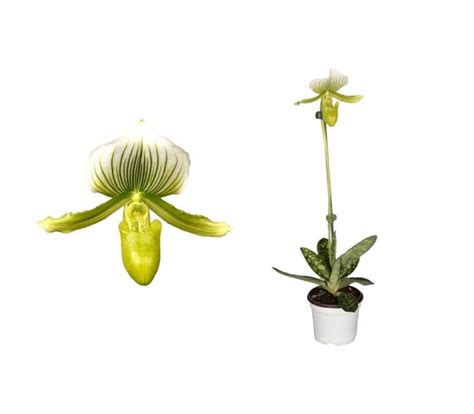 Paphiopedilum Femma Green Solutions