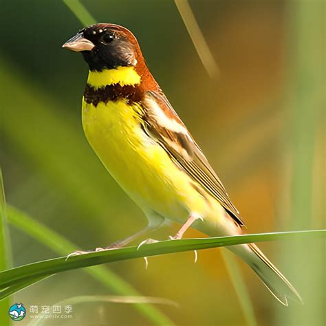 黄胸鹀 黄胆禾花雀黄肚囊黄豆瓣麦黄雀老铁背金鹀白肩鹀emberiza Aureola Yellow Breasted Bunting 萌宠四季