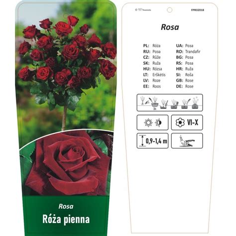 Rosa Pienna Bordowa Fproz018