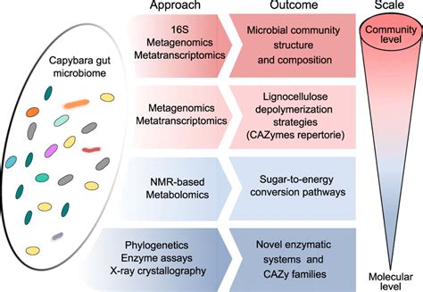 Experimental Design Employed To Explore Capybara Gut Microbiome An