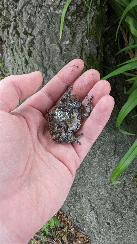 Gravid Gray Tree Frog R Frogs