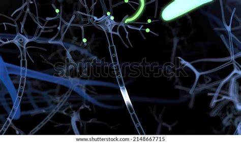 Neuronas Synapse Neuronal Activity Brain Neural ภาพประกอบสต็อก