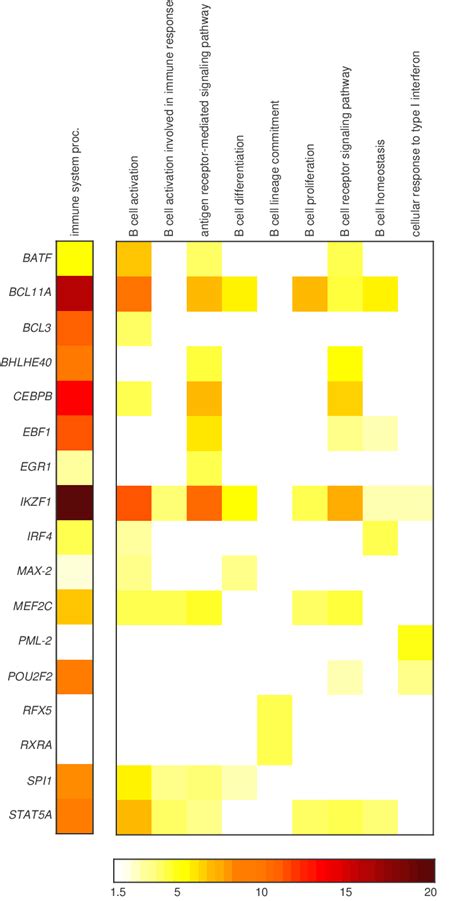 Enrichment Of Immune System Processing Go Categories In Functionally