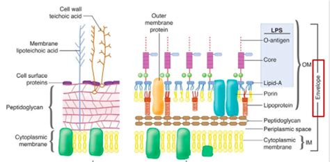 Bacterial Structure Flashcards Quizlet