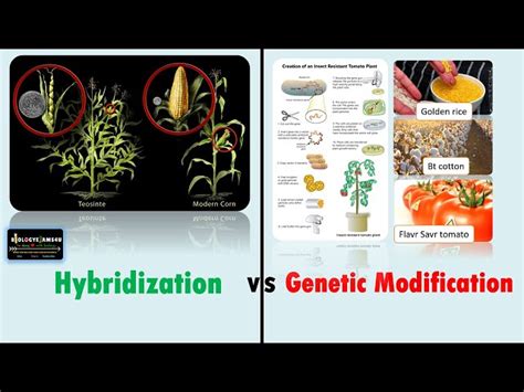Are Hybrid Plants Genetically Modified Hybrids And Gmo Seeds