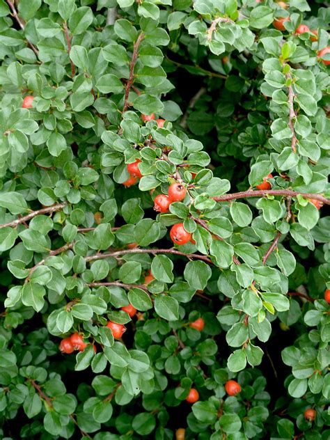 Small Leaved Shrubs