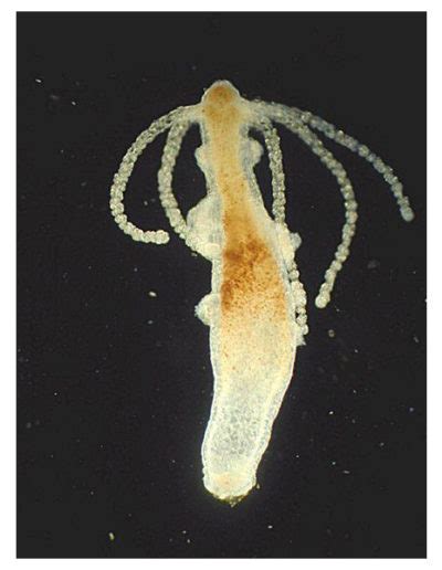 Mark Simmons Microbus Microscope Educational Website