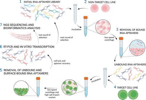 Selection Of A Novel Cell Internalizing Rna Aptamer Specific For Cd22