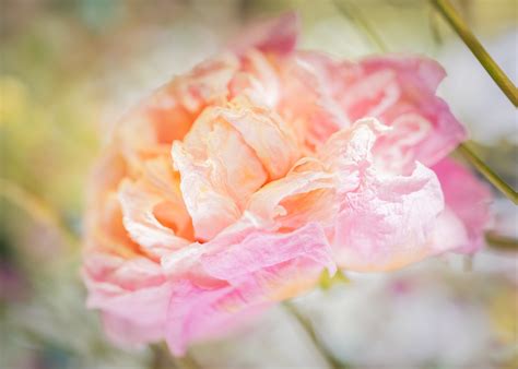 Flor Flora Rosa Foto Gratuita No Pixabay Pixabay