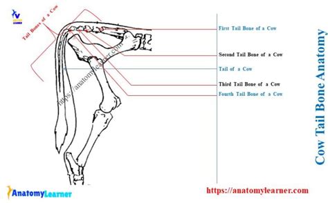 Cow Tail Bone Does Cow Tail Have Bones Anatomylearner Veterinary