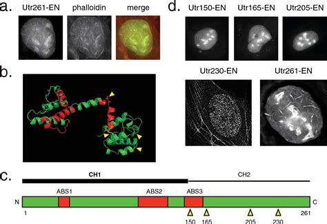 Figure 2 From Visualization Of Actin Filaments And Monomers In Somatic