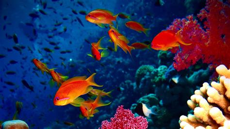 4k Aquarium Wallpapers Top Free 4k Aquarium Backgrounds Wallpaperaccess