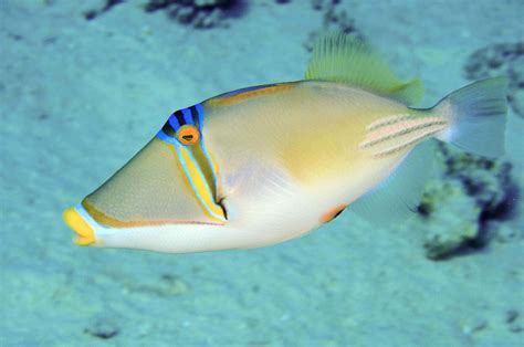 Download Colorful Triggerfish Swimming In Tropical Waters Wallpaper
