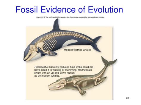 Ppt The Evidence For Evolution Powerpoint Presentation Free Download