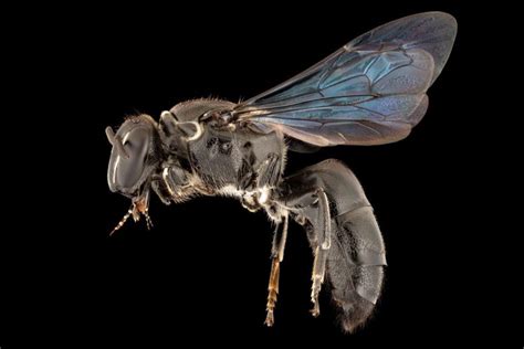 Rare Australian Native Bee Found After 100 Years