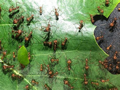 Leafcutter Antics Ants New Jersey